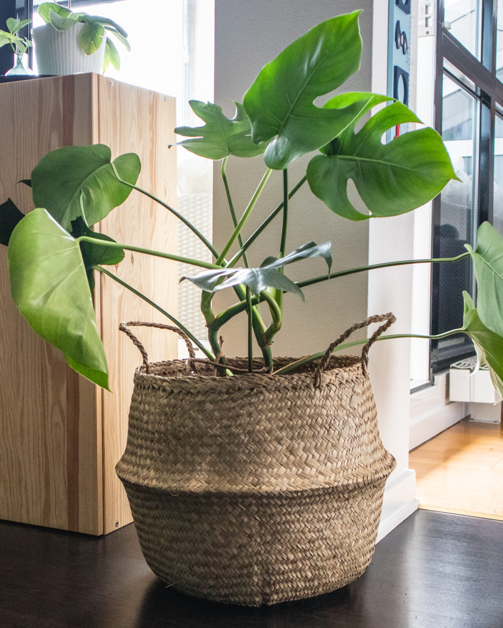 Stor Monstera | Mitt liv som tvåbarnsmamma | JennyJenny.se